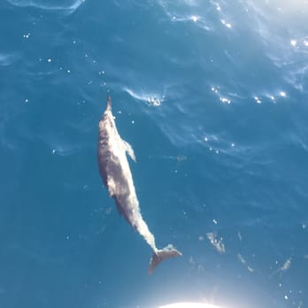 Blue Dolphin Charters - 276 Photos & 418 Reviews - Boating - 4353 ...