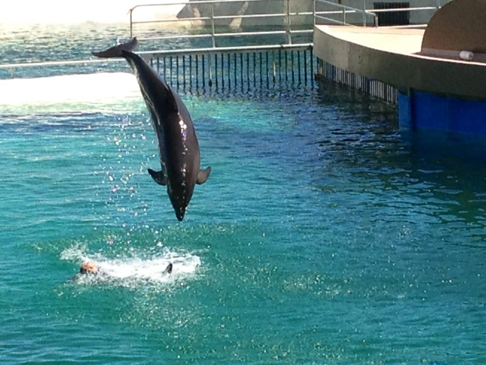 Sea Life Park Wholphin