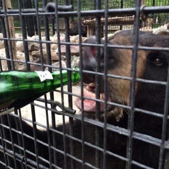 Peck’s Wildwood Wildlife Park - 54 Photos & 34 Reviews - Amusement ...