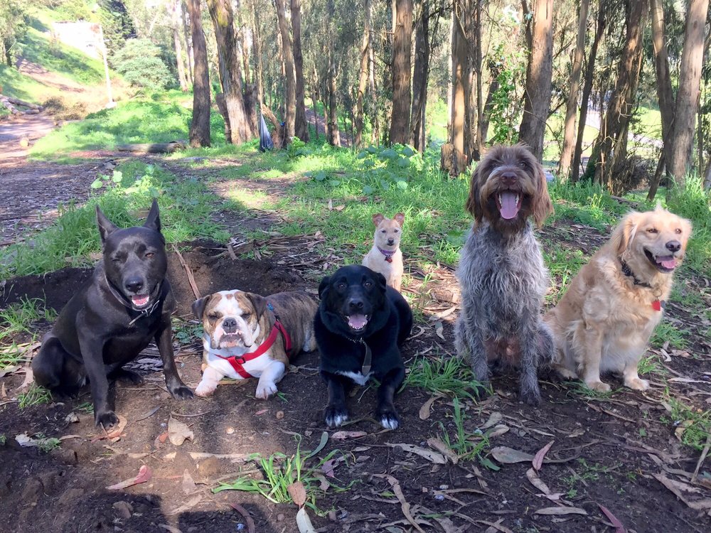 Awesome Pawsome Dog Walking - 32 Photos & 27 Reviews - Dog Walkers ...