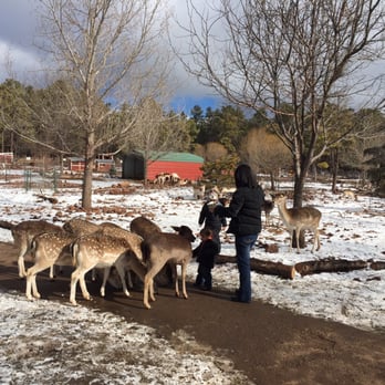 Grand Canyon Deer Farm - 163 Photos & 81 Reviews - Zoos - 6769 E Deer ...
