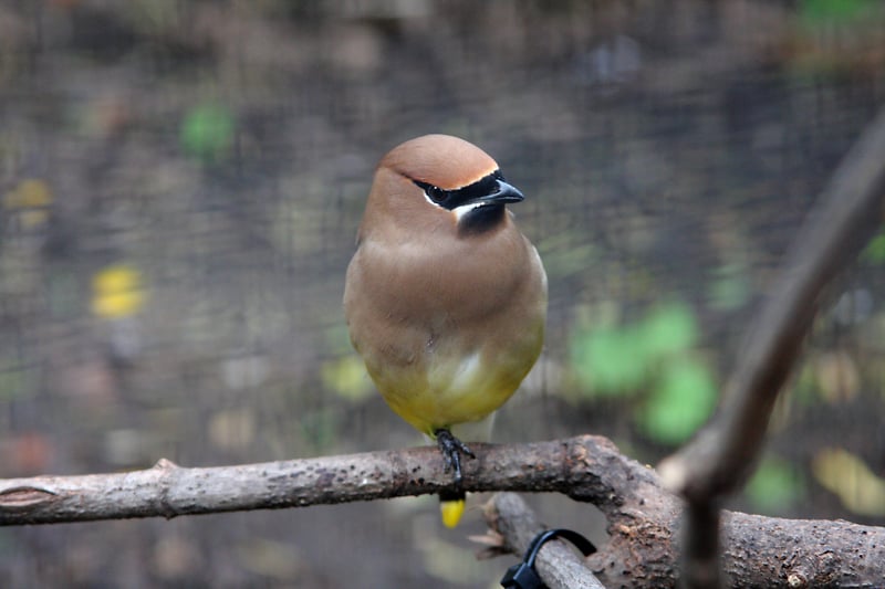 Cosley Zoo - 181 Photos & 87 Reviews - Zoos - 1356 N Gary Ave, Wheaton ...