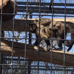 Alameda Park Zoo - 64 Photos & 23 Reviews - Zoos - 1321 N White Sands ...