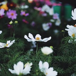 Flower World - 77 Photos & 80 Reviews - Nurseries & Gardening - 9322 ...