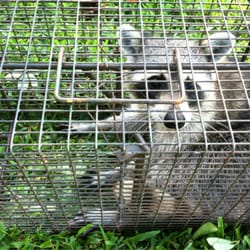 Wild things Wildlife Control - 18 Photos - Pest Control - Fort Myers, FL - Phone Number - Yelp