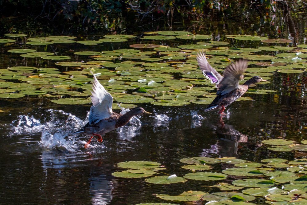 Wye Marsh Wildlife Centre - Lakes - 16160 Highway 12, Port McNicoll, ON ...