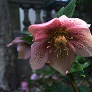 Van Vleck House & Gardens - 152 Photos & 24 Reviews - Botanical Gardens ...