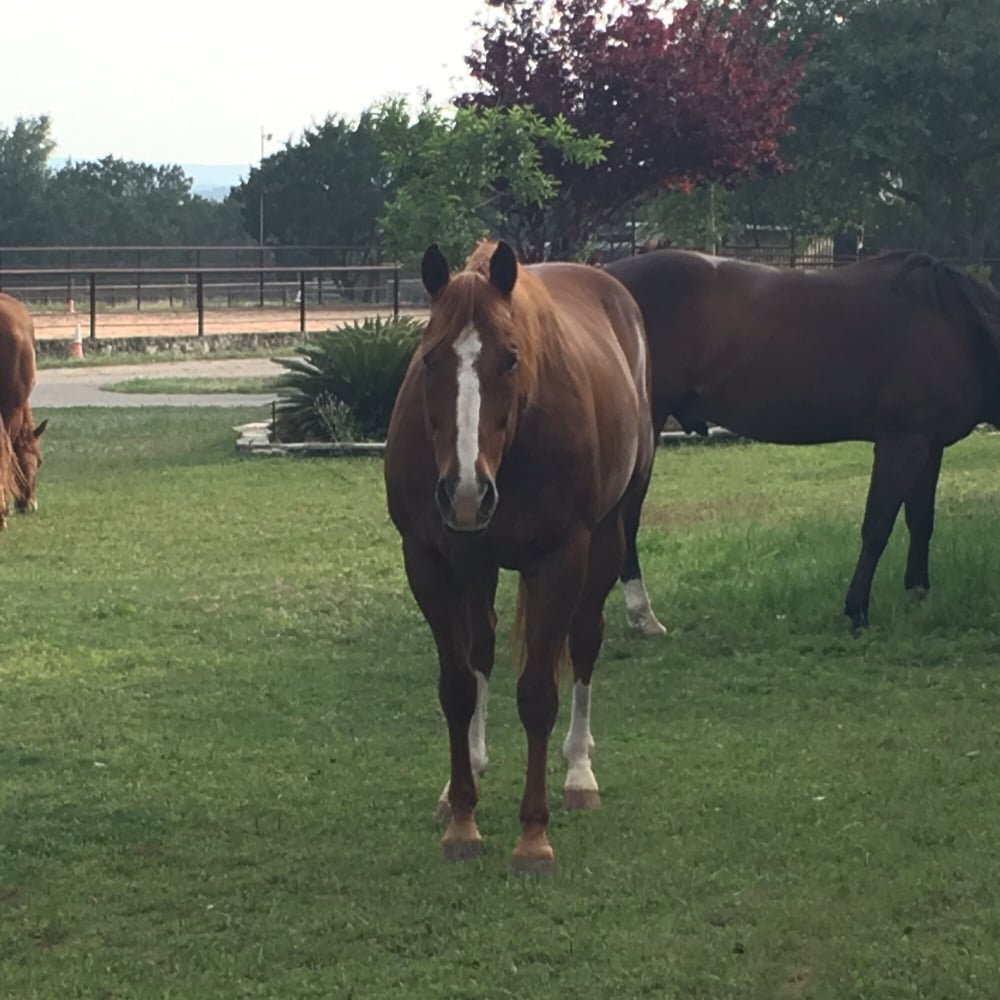 Austin Stables - Horseback Riding - 15000 Fitzhugh Rd, Austin, TX ...
