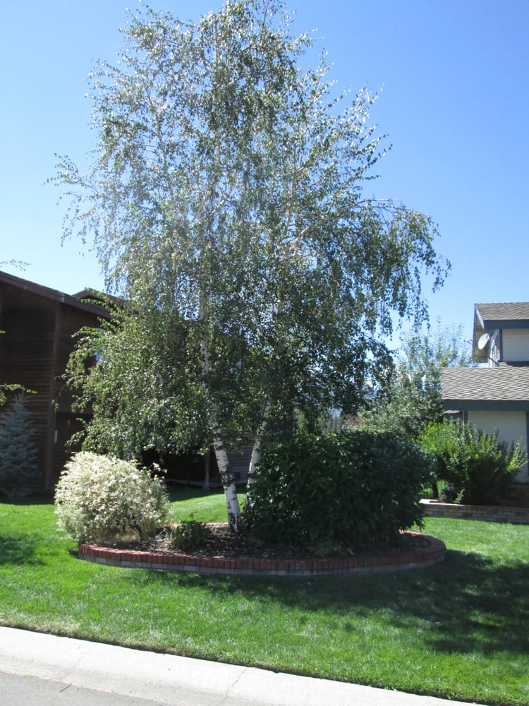 Arbor Green Tree & Landscape Company - Tree Services - South Lake Tahoe ...