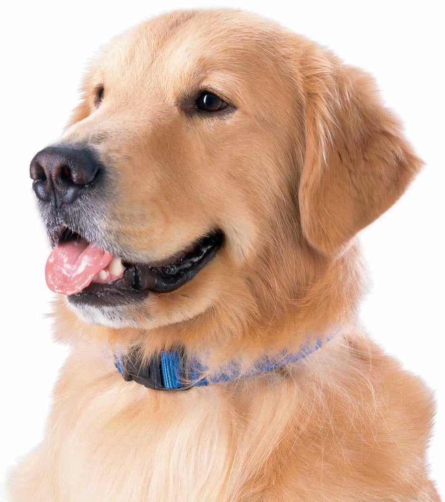 Invisible Fence West Coast - 14 Photos - Pet Training - 600 Cachuma Ave ...