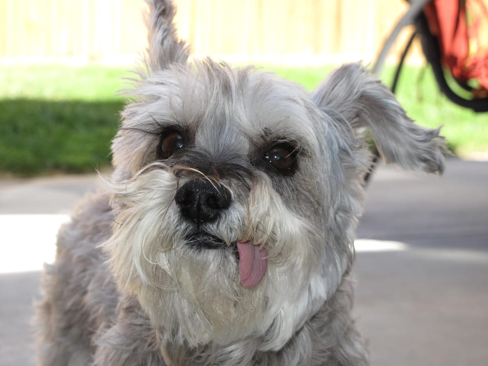 Toy Breed Rescue - 20 Photos & 38 Reviews - Veterinarians - 1555 S ...