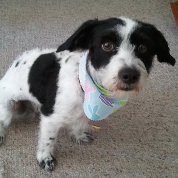 Dippity Do Dog - 20 Photos & 38 Reviews - Pet Groomers - 2040 S Alma ...