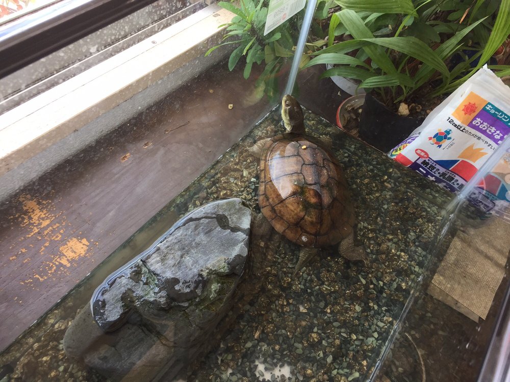 Camp SD Butler Marine Corps Base in Okinawa, Japan | Military Bases