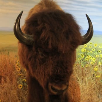 Kansas Museum of History - 50 Photos & 13 Reviews - Museums - 6425 SW ...