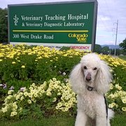 Colorado State University Veterinary Teaching Hospital - 10 Photos & 28 ...
