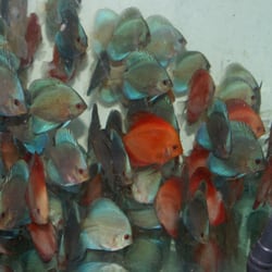 Jack Wattley Discus - Send Message - Pet Stores - 6944 NE 4th Ave ...