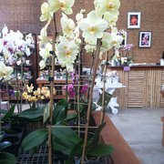 Westerlay Orchids - 34 Photos & 10 Reviews - Nurseries & Gardening ...
