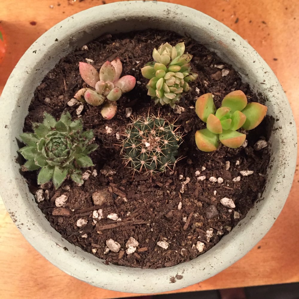 Paiko - 304 Photos & 74 Reviews - Florists - 675 Auahi St, Downtown ...