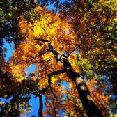 Big Trees Forest Preserve - 99 Photos & 32 Reviews - Parks - 7645 ...