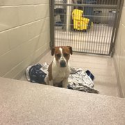 Greater Birmingham Humane Society - 39 Photos & 20 Reviews - Animal ...