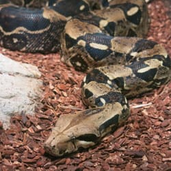 Henry Vilas Park Zoo - 140 Photos & 118 Reviews - Zoos - 702 S Randall ...