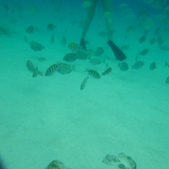 Coki Beach - 114 Photos & 88 Reviews - Beaches - Smith Bay, St Thomas ...