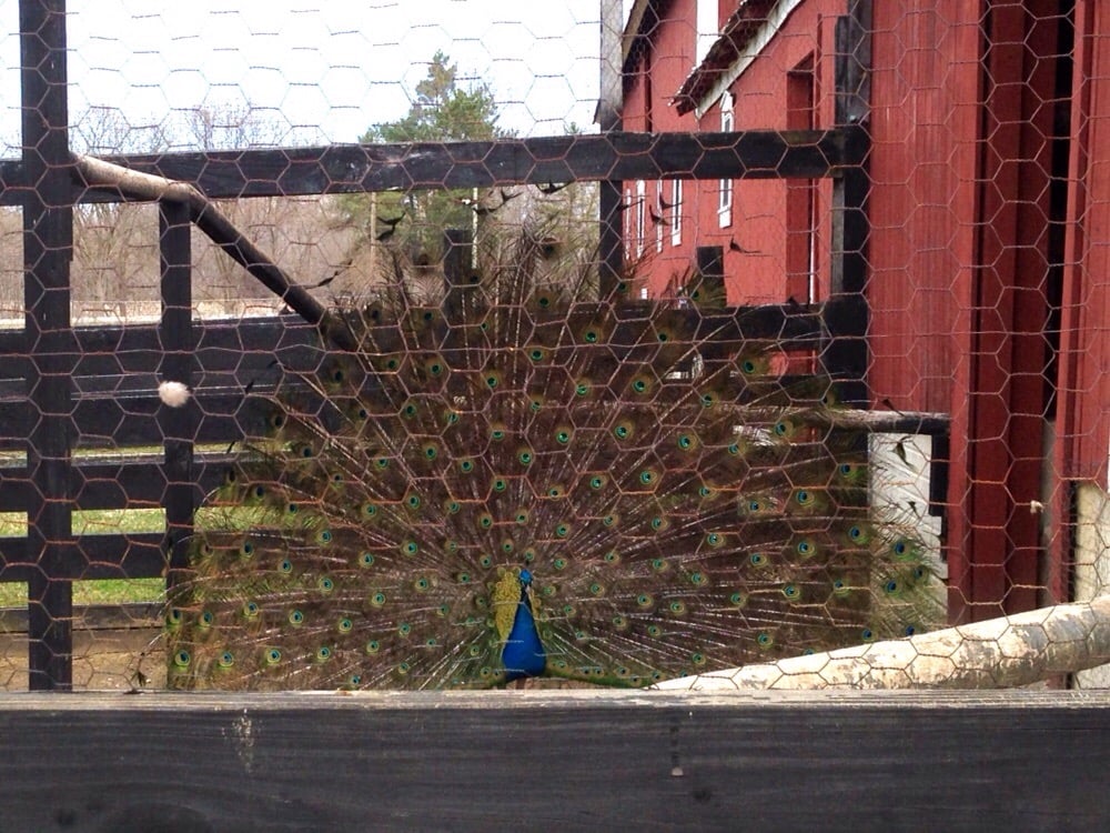 Maybury Farm - Community Service/Non-Profit - 50165 8 Mile, Northville ...