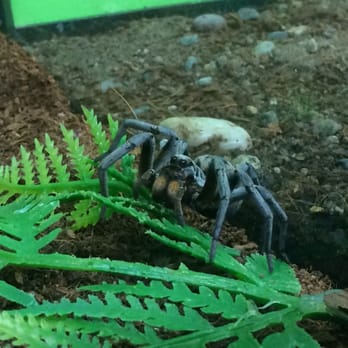 Victoria Bug Zoo - 71 Photos & 65 Reviews - Zoos - 631 Courtney Street ...