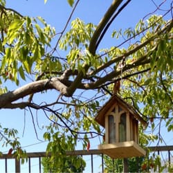 Tickle Tree Cafe - 479 Photos & 482 Reviews - Cafes - 2853 Foothill ...