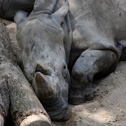 Henry Vilas Park Zoo - 130 Photos & 110 Reviews - Zoos - 702 S Randall ...