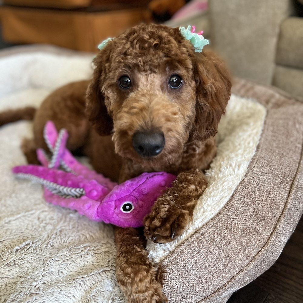 Puppy Wonderland -- LA - Yelp