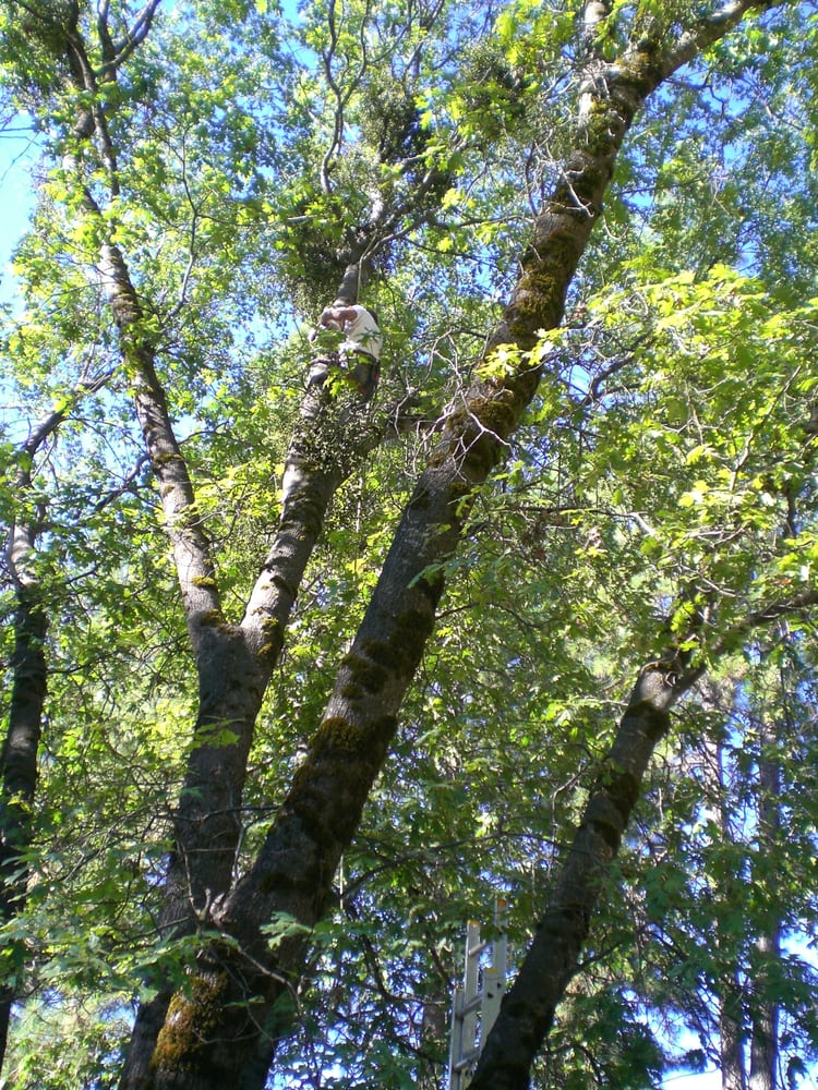 Auburn Area Tree Service - Tree Services - Auburn, CA - Phone Number - Yelp