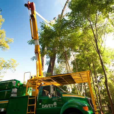 The Davey Tree Expert Company - 14 Photos & 33 Reviews - Tree Services ...