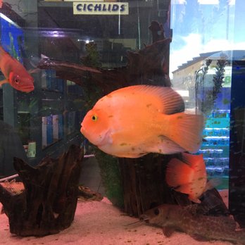 Xtreme Fish & Pets - 11415 Bellaire Blvd, Alief, Houston, TX - 2019 All ...