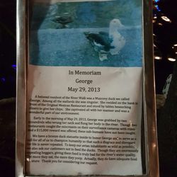 George the Duck - Local Flavor - 528 Riverwalk, Downtown, San Antonio ...