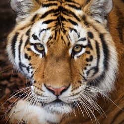 Connecticut’s Beardsley Zoo - 100 Photos & 64 Reviews - Zoos - 1875 ...