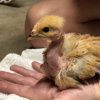 Chickens Galore - 75 Photos & 83 Reviews - Pet Stores - 4291 Valley ...