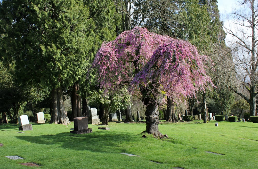 River View Cemetery - 10 Photos - Funeral Services & Cemeteries - 300 ...