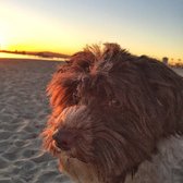 Rosie’s Dog Beach - 885 Photos & 529 Reviews - Dog Parks - 4800 E Ocean Blvd, Long Beach, CA - Yelp