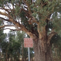 Giant Gum Tree - Landmarks & Historical Buildings - Orroroo South ...