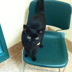 Dakin Humane Society - 31 Photos - Animal Shelters - 171 Union St ...