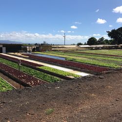 Kunia Country Farms - 21 Photos & 11 Reviews - Nurseries & Gardening ...