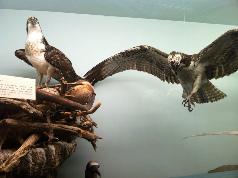 San Bernardino County Museum - 105 Photos & 30 Reviews - Museums - 2024 ...