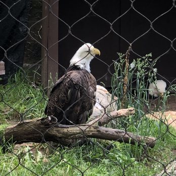 Essex County Turtle Back Zoo - 958 Photos & 292 Reviews - Zoos - 560 ...