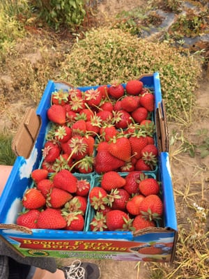 Boones Ferry Berry Farm - 2019 All You Need to Know BEFORE You Go (with ...