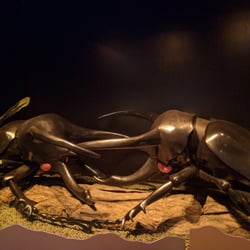 Arizona Science Center - 265 Photos & 282 Reviews - Museums - 600 E ...