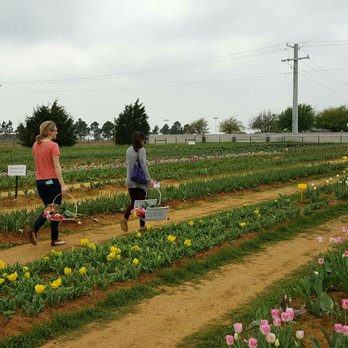 Texas-Tulips - 171 Photos & 56 Reviews - Nurseries & Gardening - 10656 ...