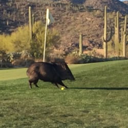 The Golf Club At Dove Mountain - 70 Photos - Golf - 6501 Boulder Bridge ...