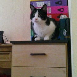 Edinburgh Cat Protection League - 12 Photos - Animal Shelters - 3 ...