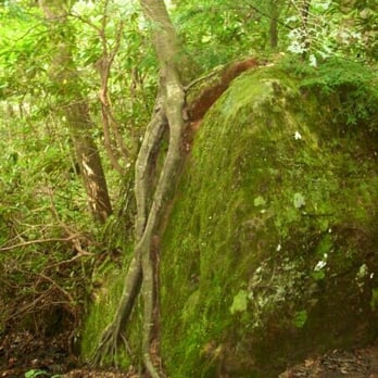 Natural Bridge State Park - 306 Photos & 31 Reviews - Hotels - 2135 ...